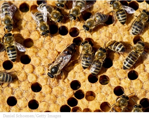 GMO Pesticides Doing Massive Harm to Bees: Investigative Report ...